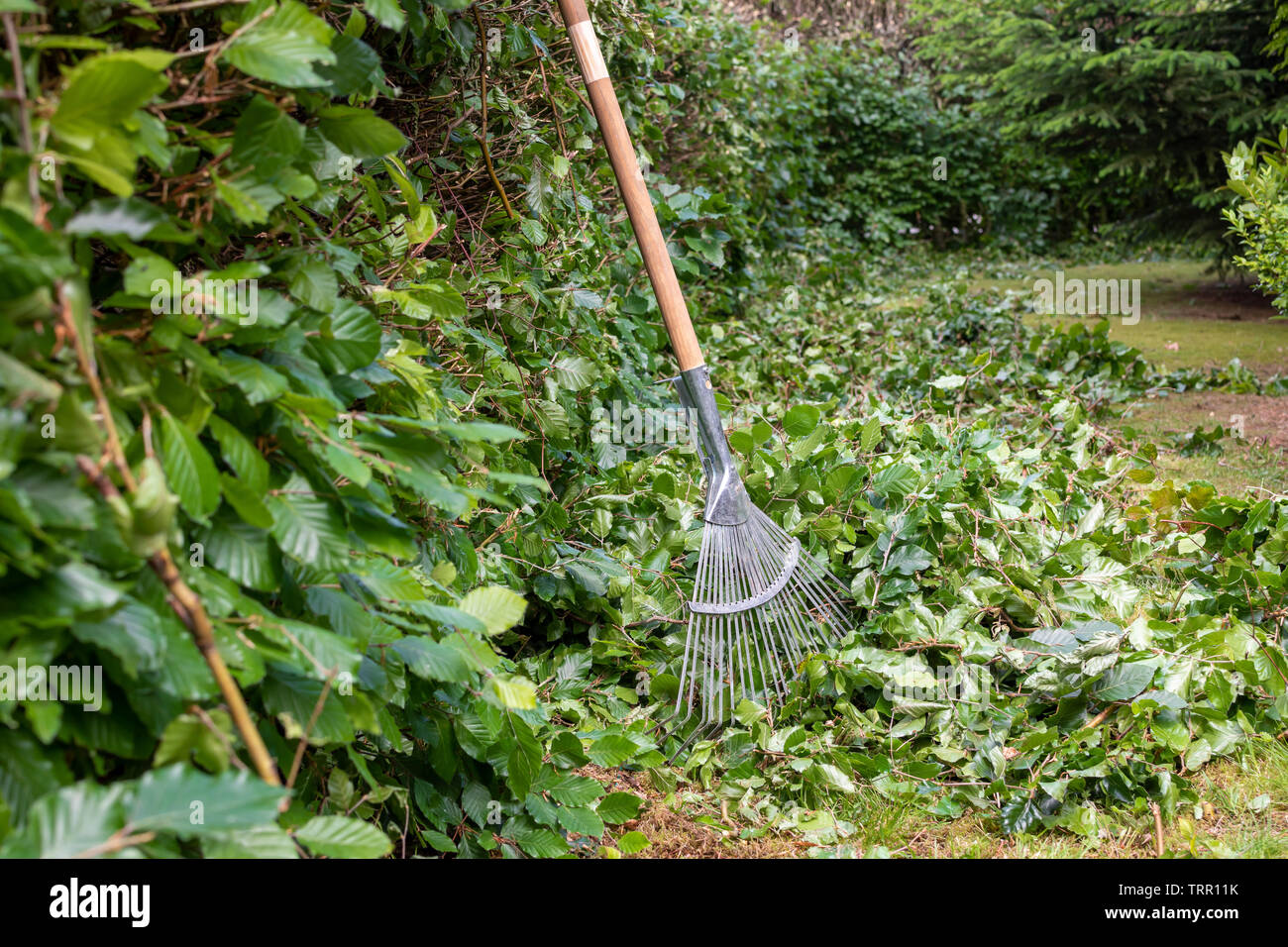 Cutting a hornbeam hedge. A rake is standing next to freshly cut leaves ...