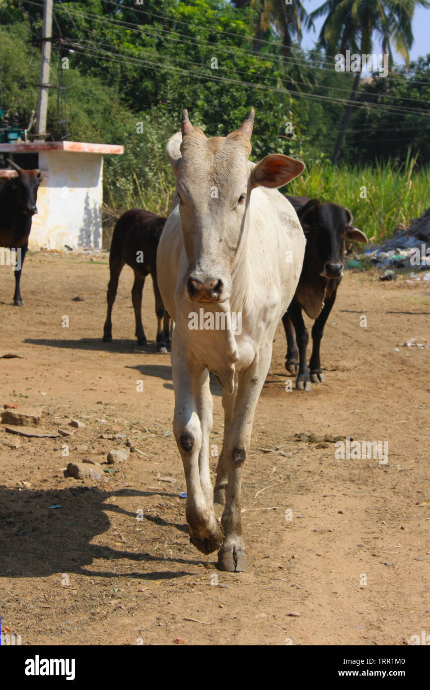 Hampi India Holy Brahman Cows roaming freely and loved through the ...
