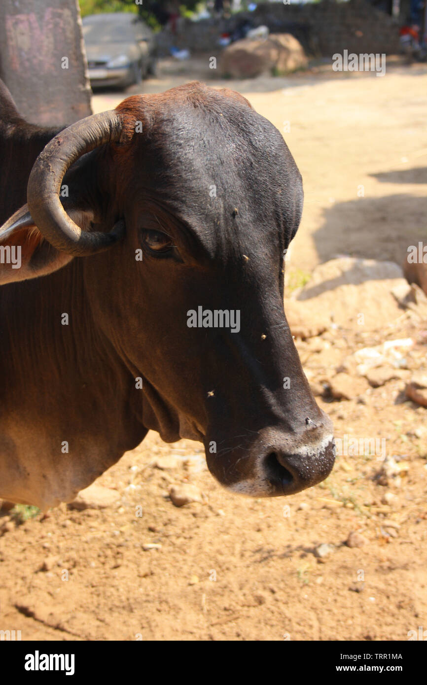 Humpback cows hi-res stock photography and images - Alamy