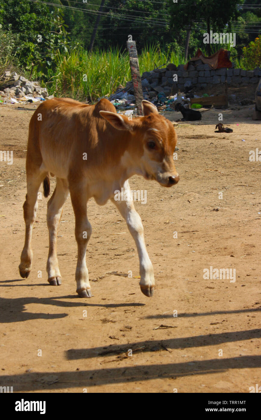 Humpback cows hi-res stock photography and images - Alamy