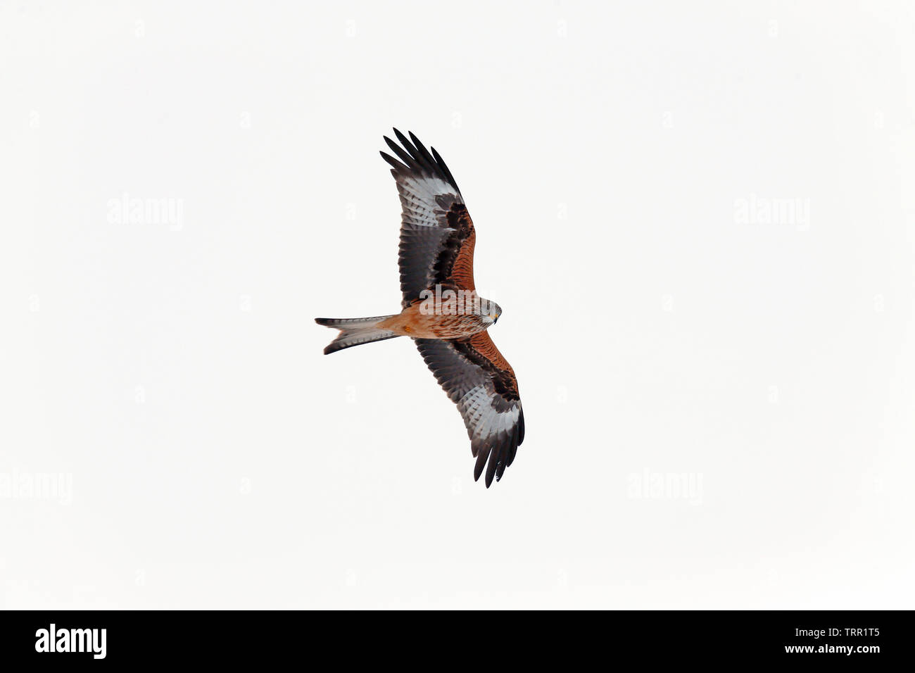 Red kite underwing hi-res stock photography and images - Alamy