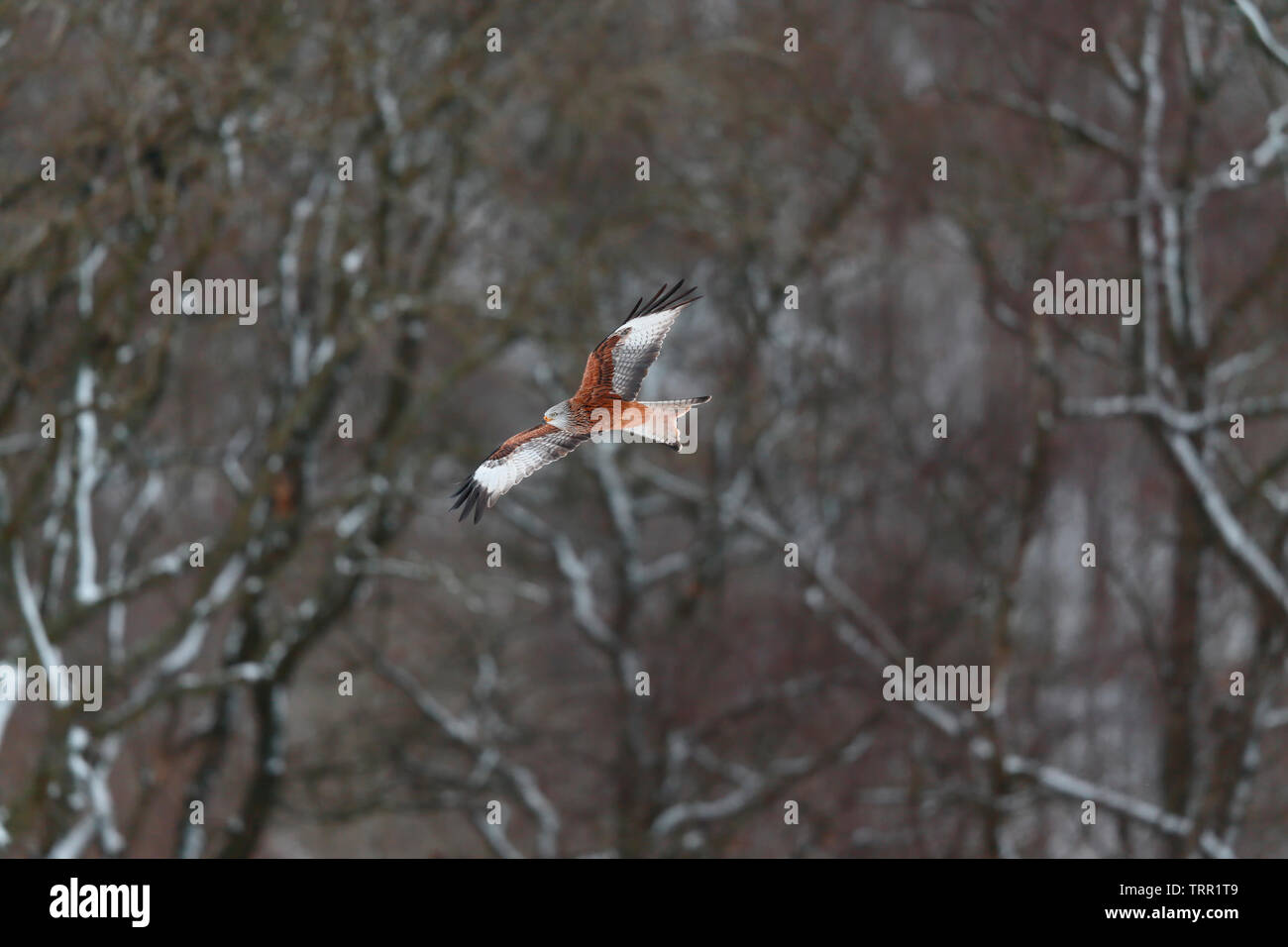 Red kite in snowy hi-res stock photography and images - Alamy