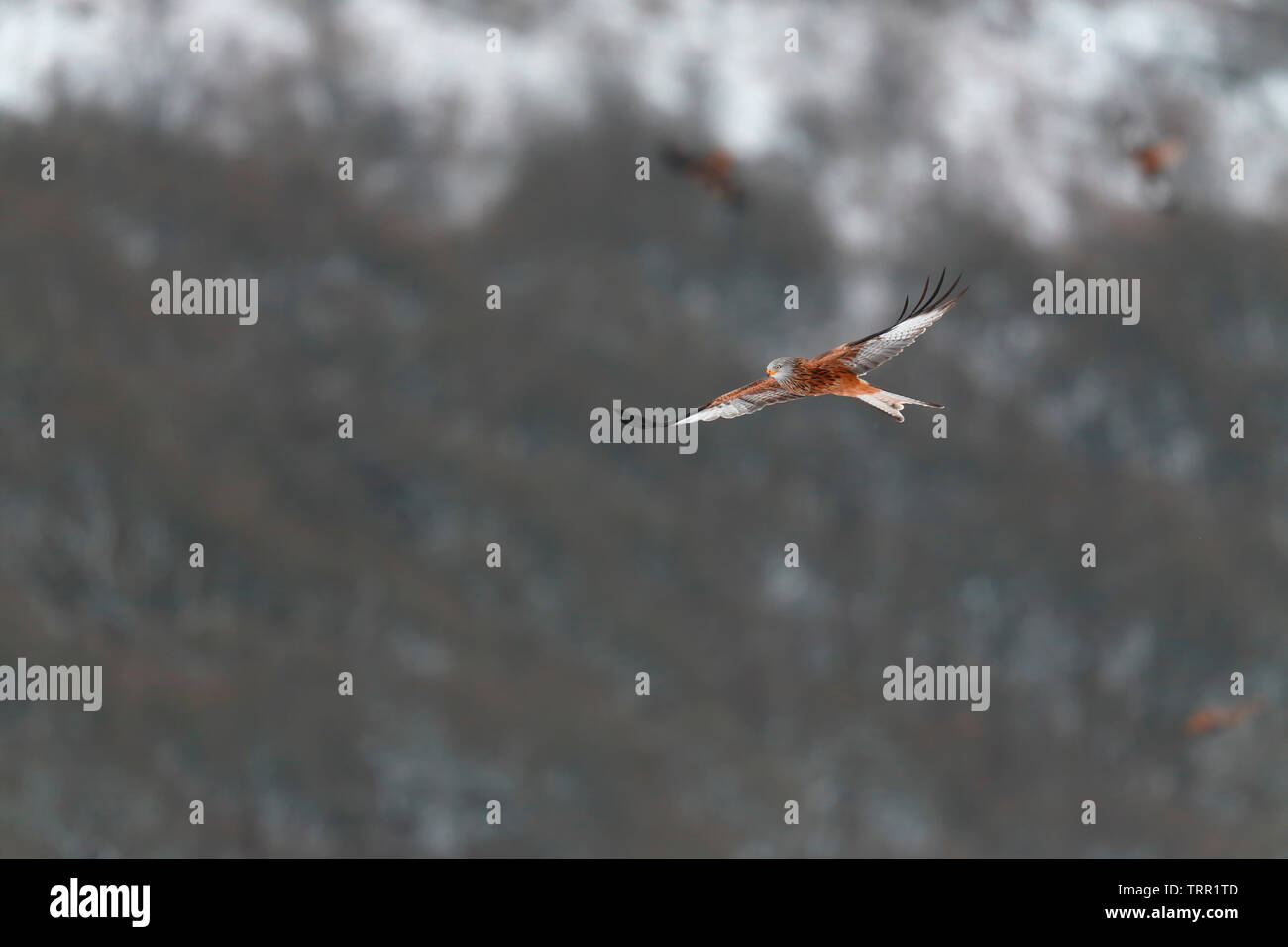 Red kite in snowy hi-res stock photography and images - Alamy