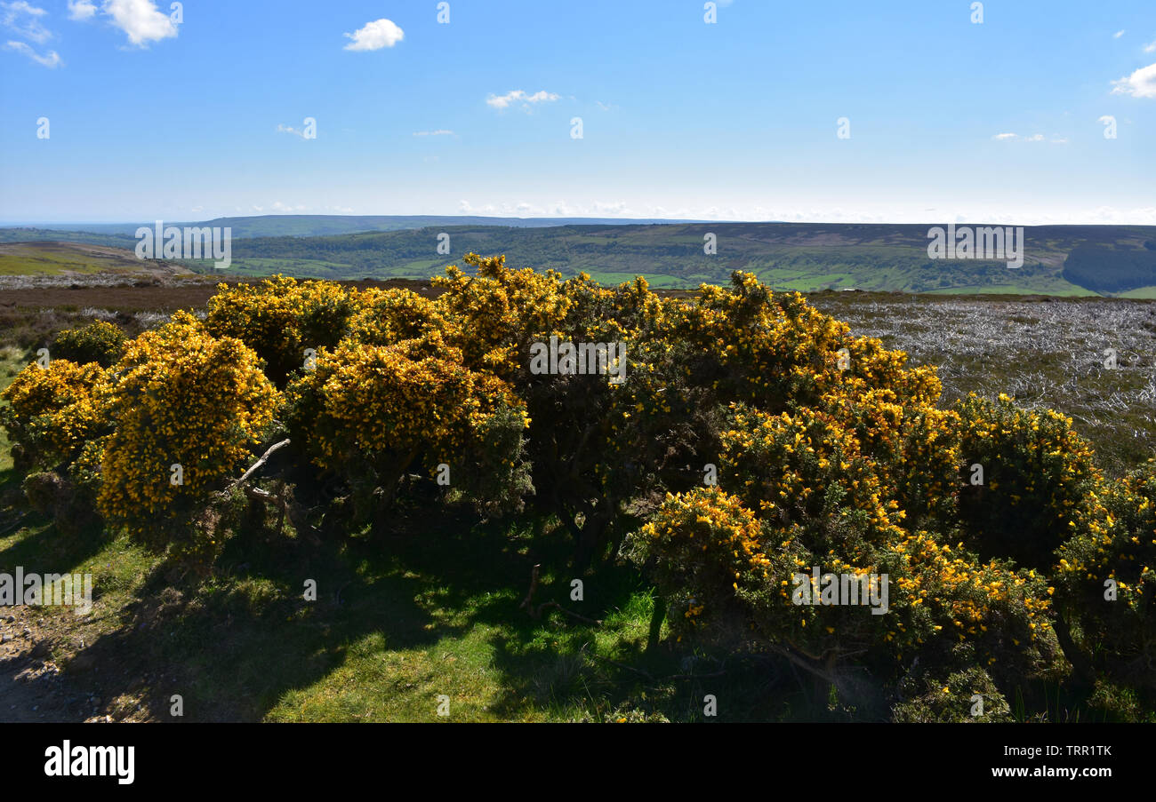 Beautiful flowering gorse bushes on a rural landscape in Northern ...