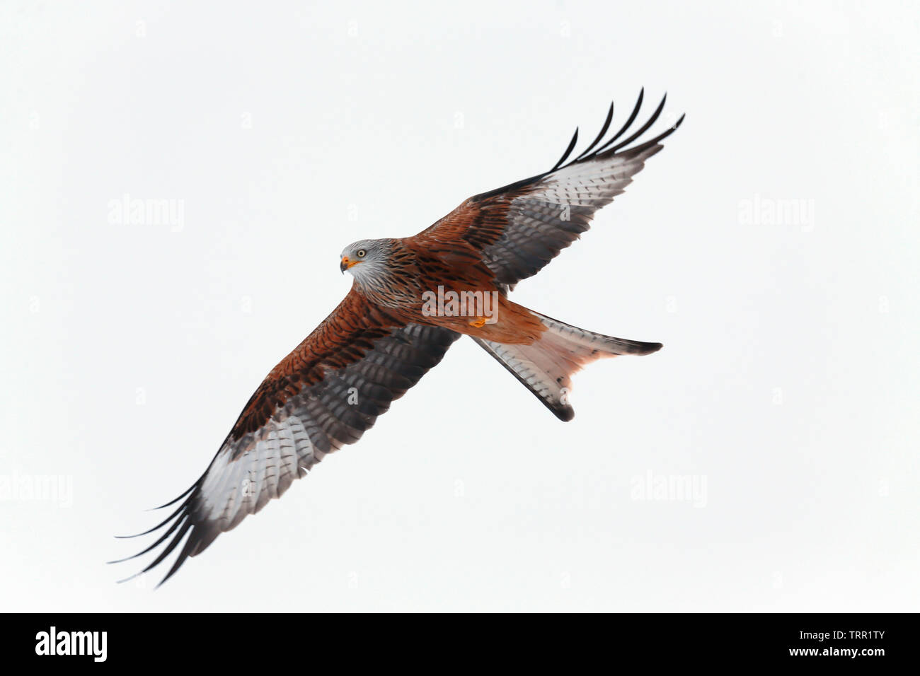 Red kite in snowy hi-res stock photography and images - Alamy