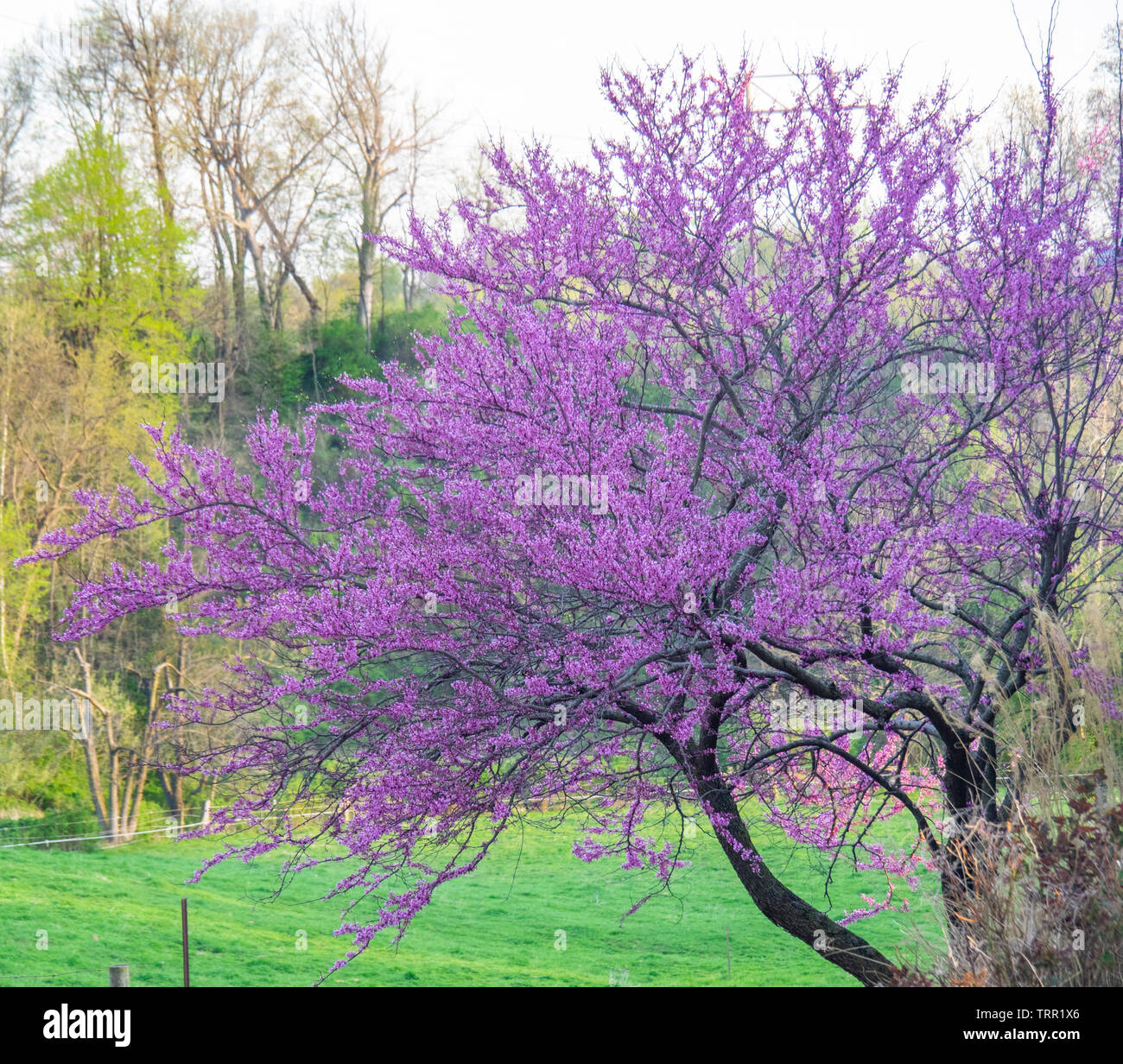 Flowering eastern redbud tree Stock Photo - Alamy