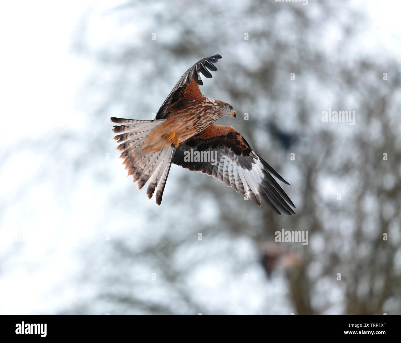 Red kite in snowy hi-res stock photography and images - Alamy