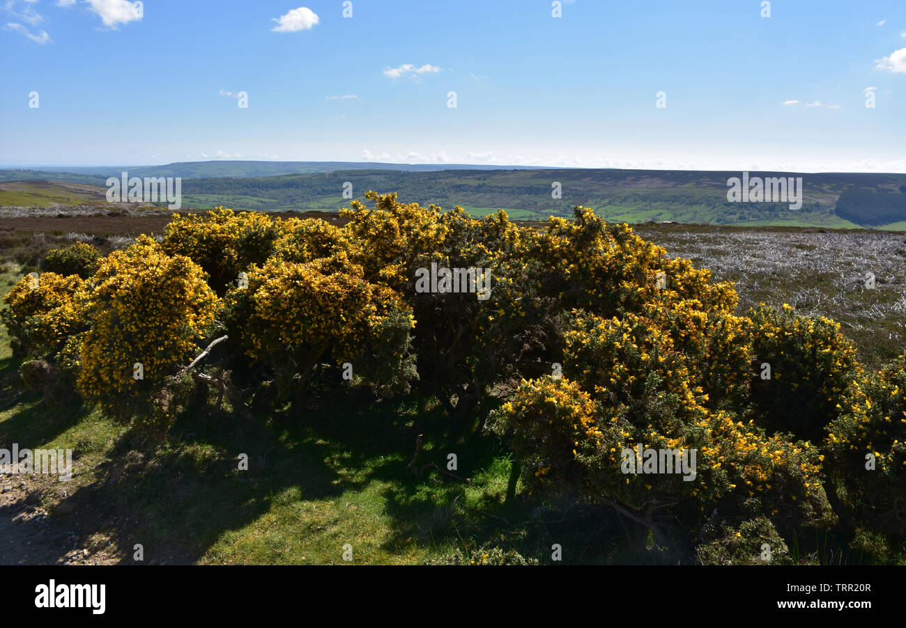 Golden yellow yorkshire moorland hi-res stock photography and images ...