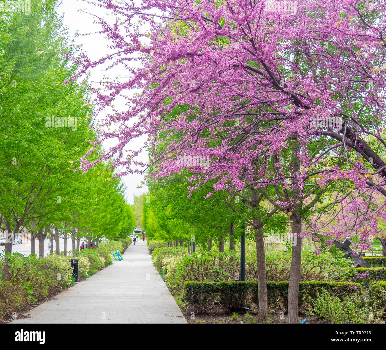 Tree lined path along City Garden Sculpture Park flowering eastern ...