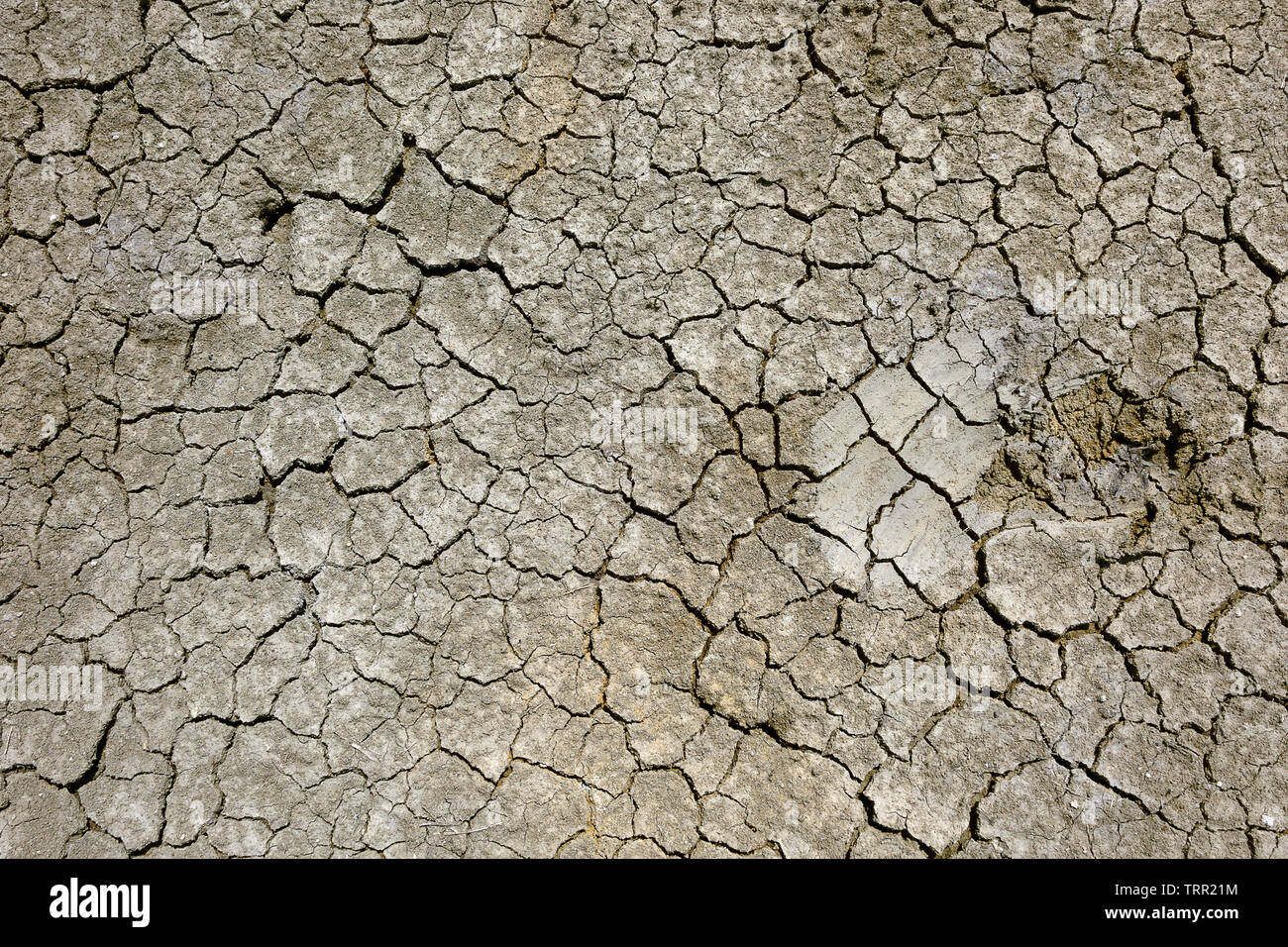 Small cracks form a pattern on the soil Stock Photo - Alamy