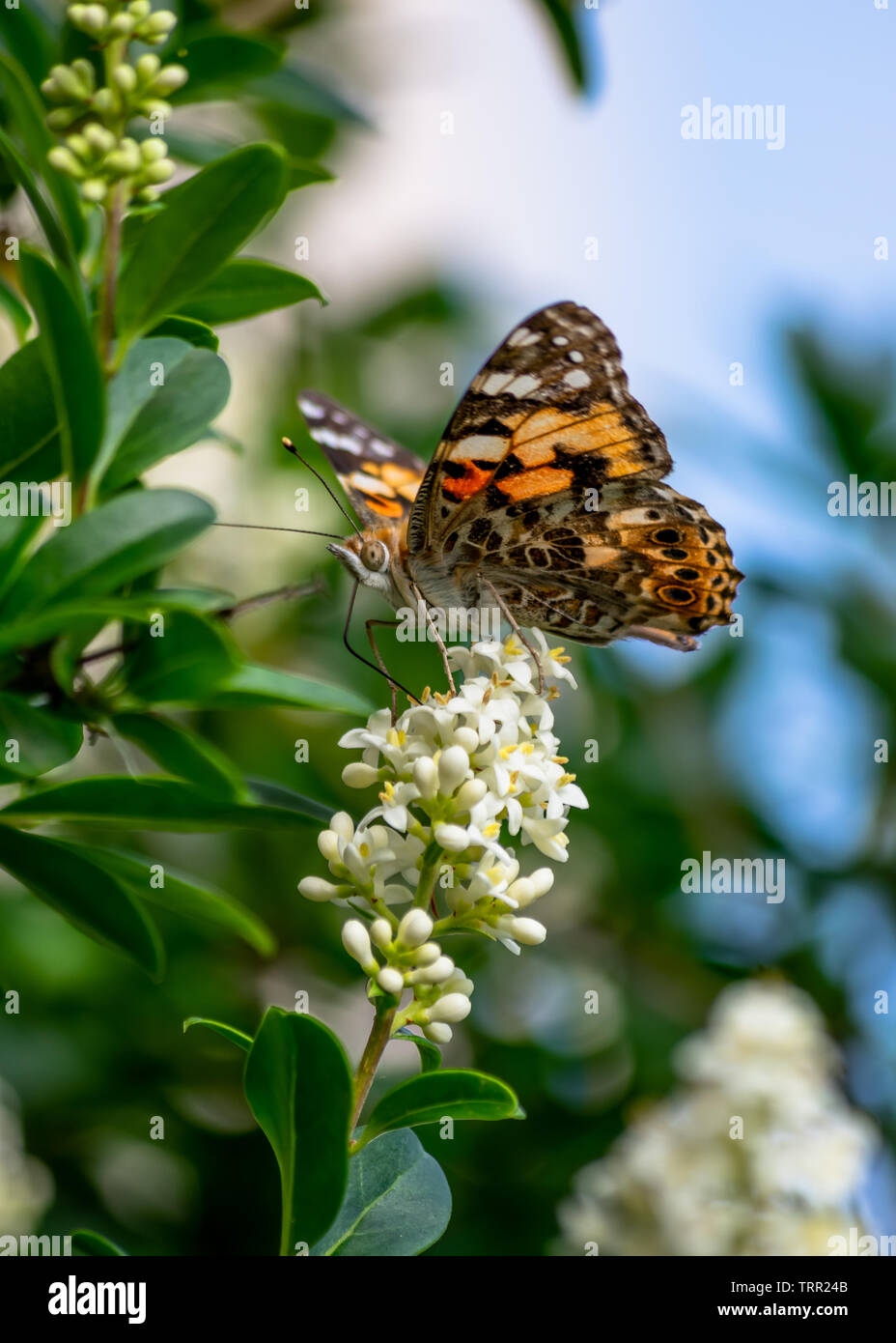 Butterfly in my garden doing his job properlyButterfly in my garden ...