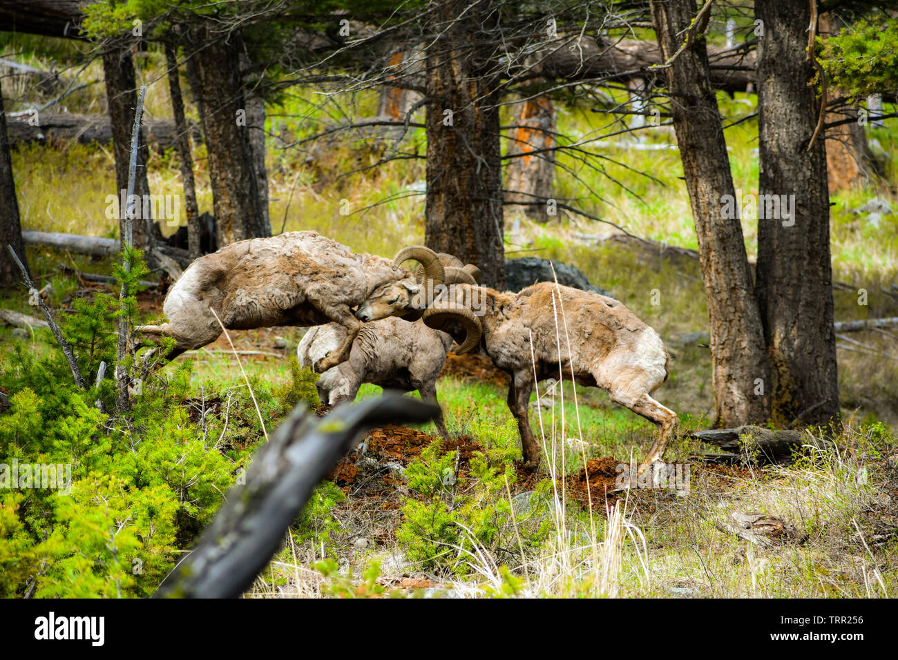 Butting heads hi-res stock photography and images - Alamy