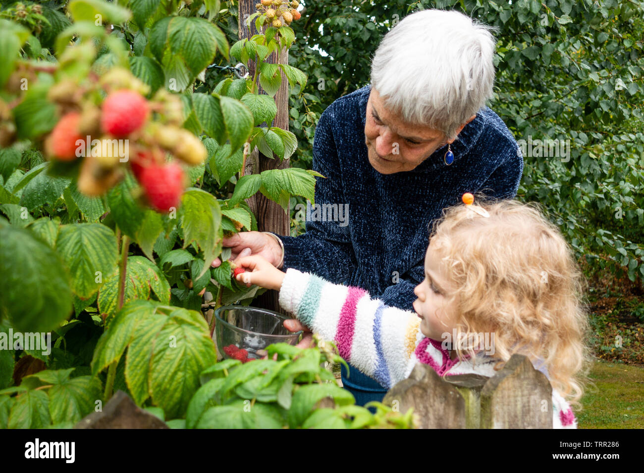 Child and grandmother picking fruit Stock Photo - Alamy