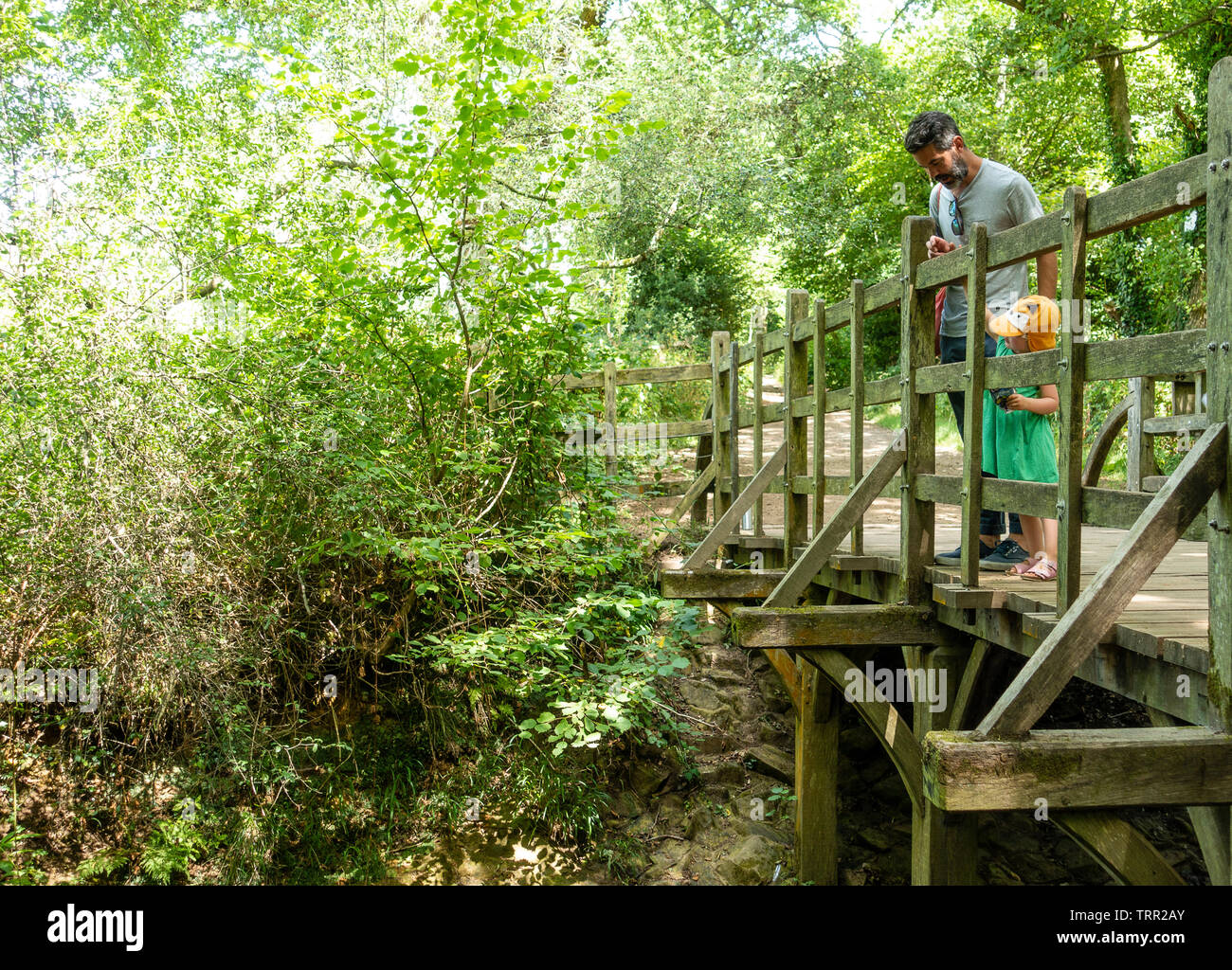 Father and daughter playing Pooh Sticks at Pooh Bridge Stock Photo - Alamy