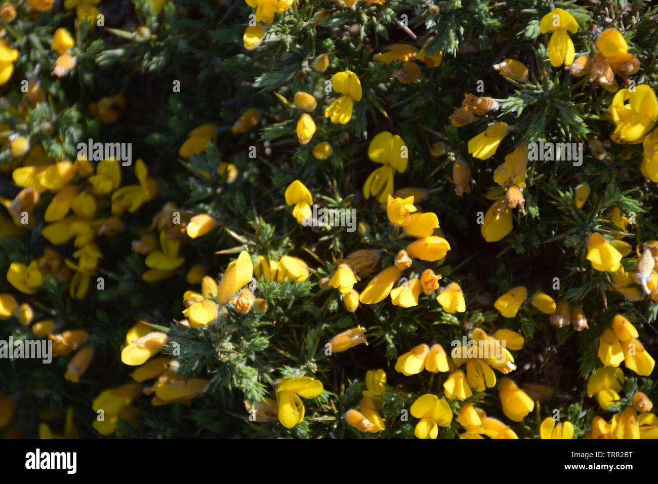 Beautiful flowering yellow gorse bush in Yorkshire England Stock Photo ...