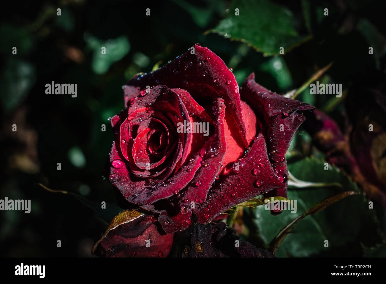 Blooming beautiful colorful rose bud in garden background Stock Photo ...