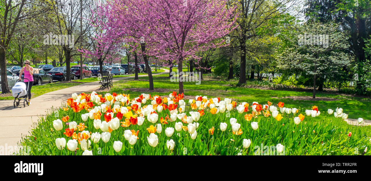 American redbud trees hi-res stock photography and images - Alamy