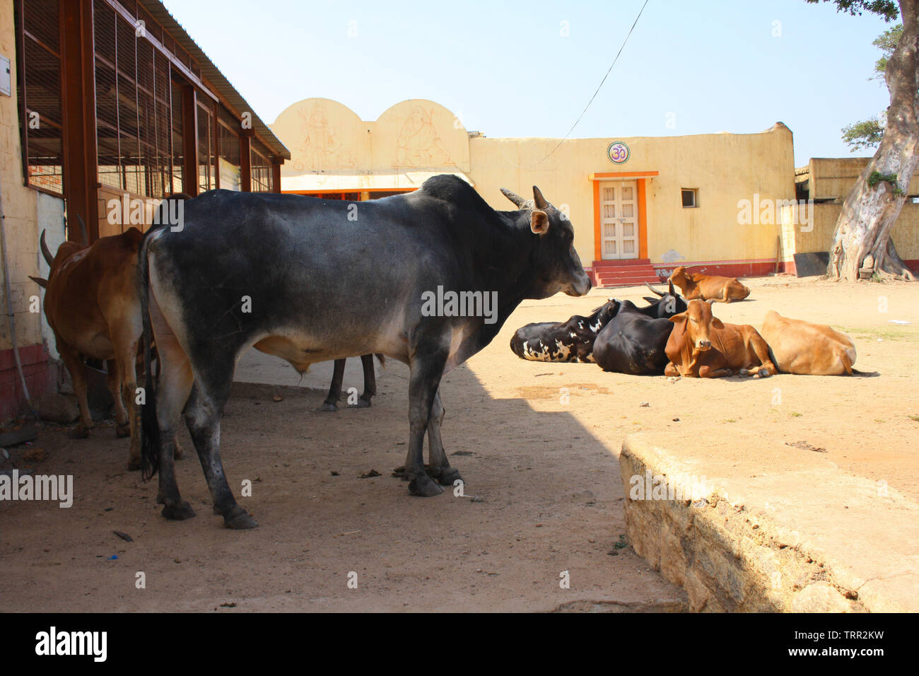 Brahman cow hi-res stock photography and images - Alamy