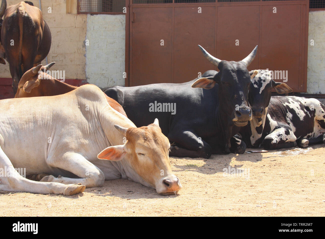 Brahman Cows High Resolution Stock Photography and Images - Alamy