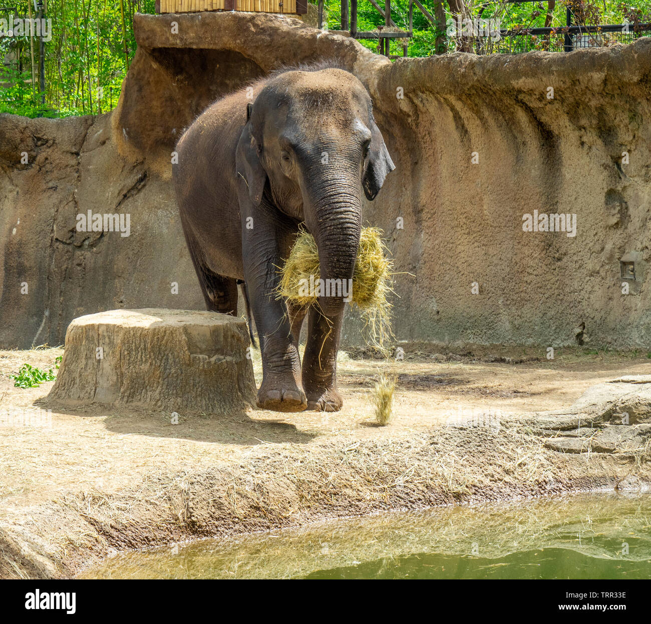 Asian Elephant in enclosure at St Louis Zoo, Forest Park Missouri USA ...