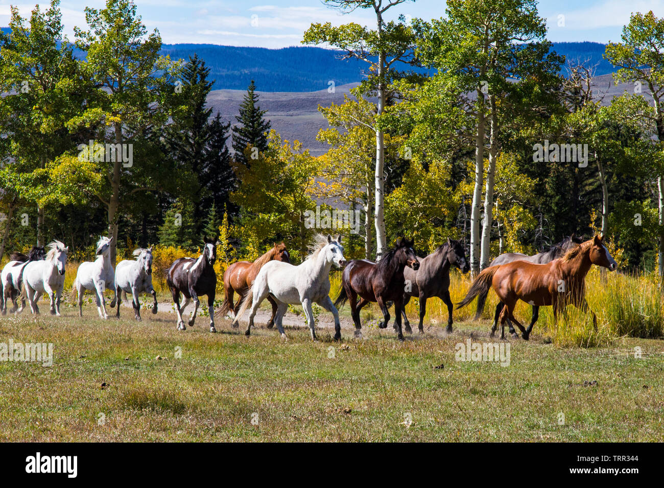 Absaroka Ranch, Wyoming; running the horses in the morning, bring them ...