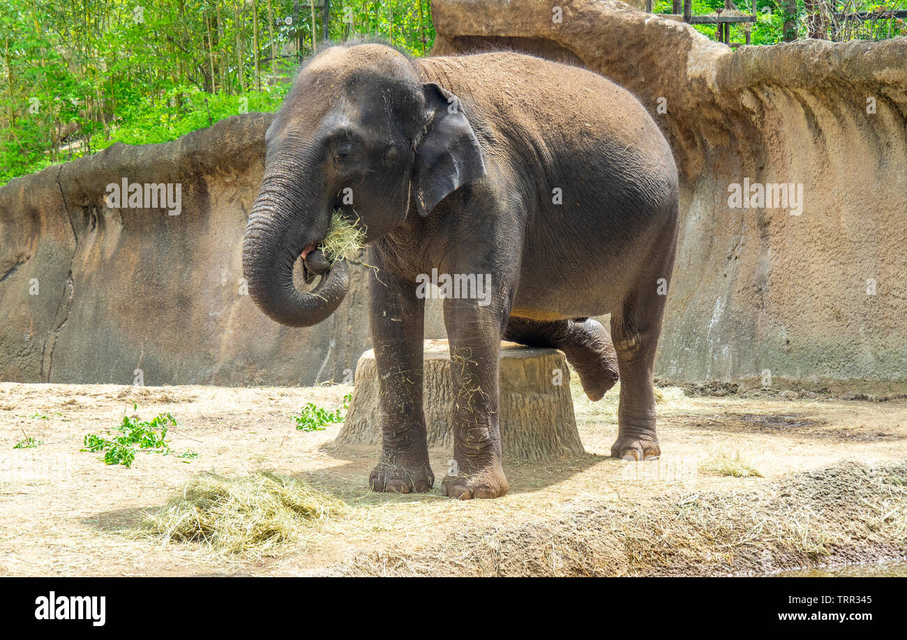 Asian Elephant in enclosure at St Louis Zoo, Forest Park Missouri USA ...