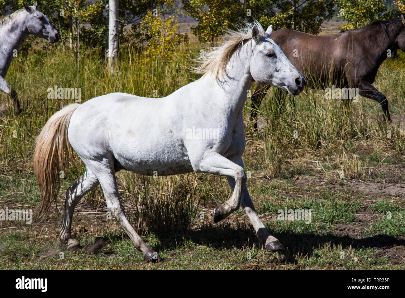 Absaroka Ranch, Wyoming; running the horses in the morning, bring them ...