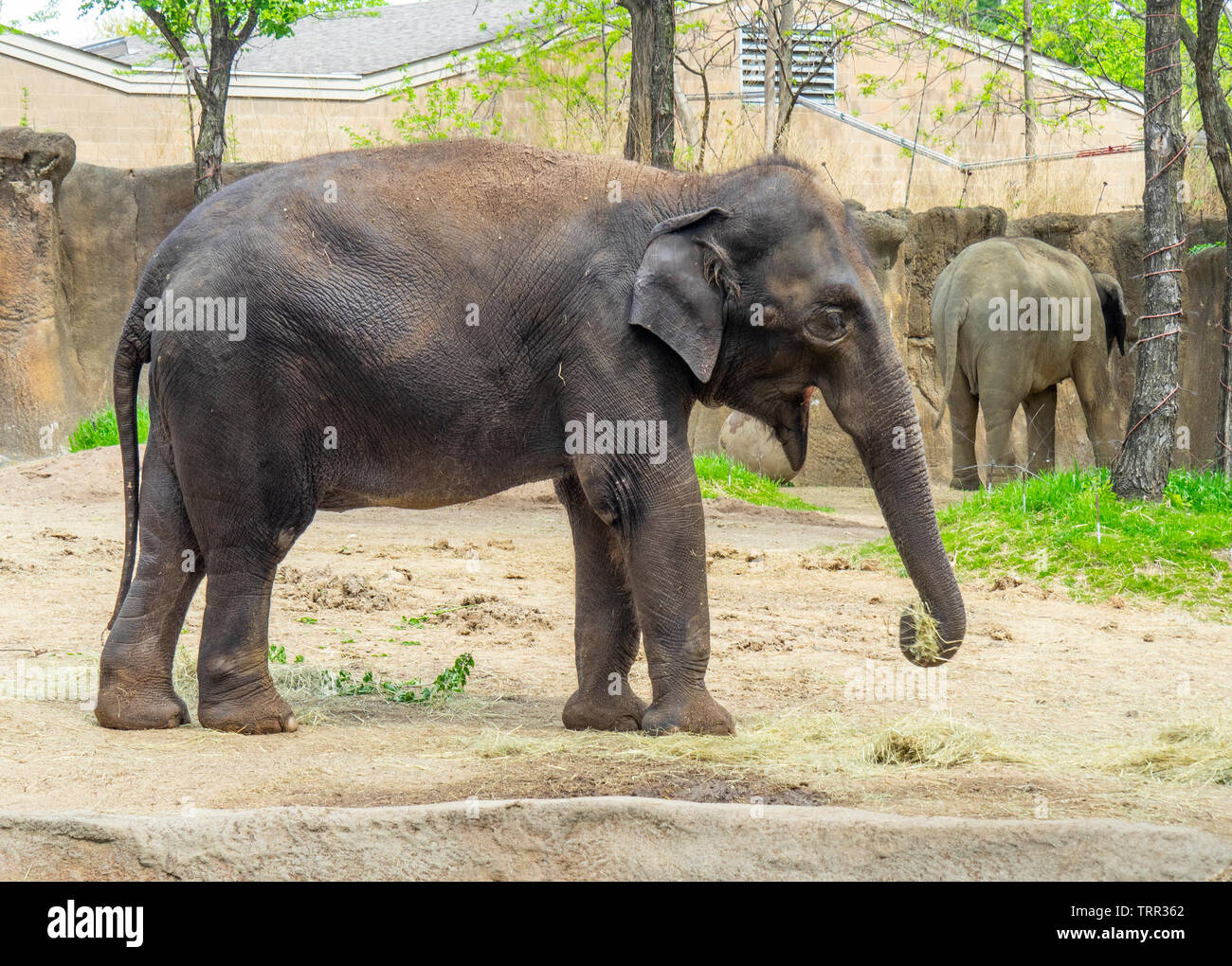 Asian Elephant in enclosure at St Louis Zoo, Forest Park Missouri USA ...