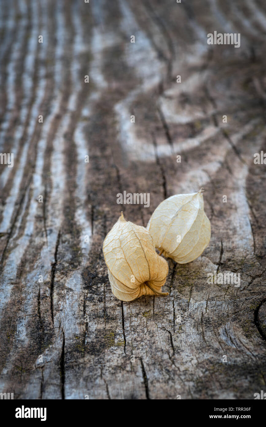 Dried fruit husks of the Chinese lanterns Stock Photo - Alamy