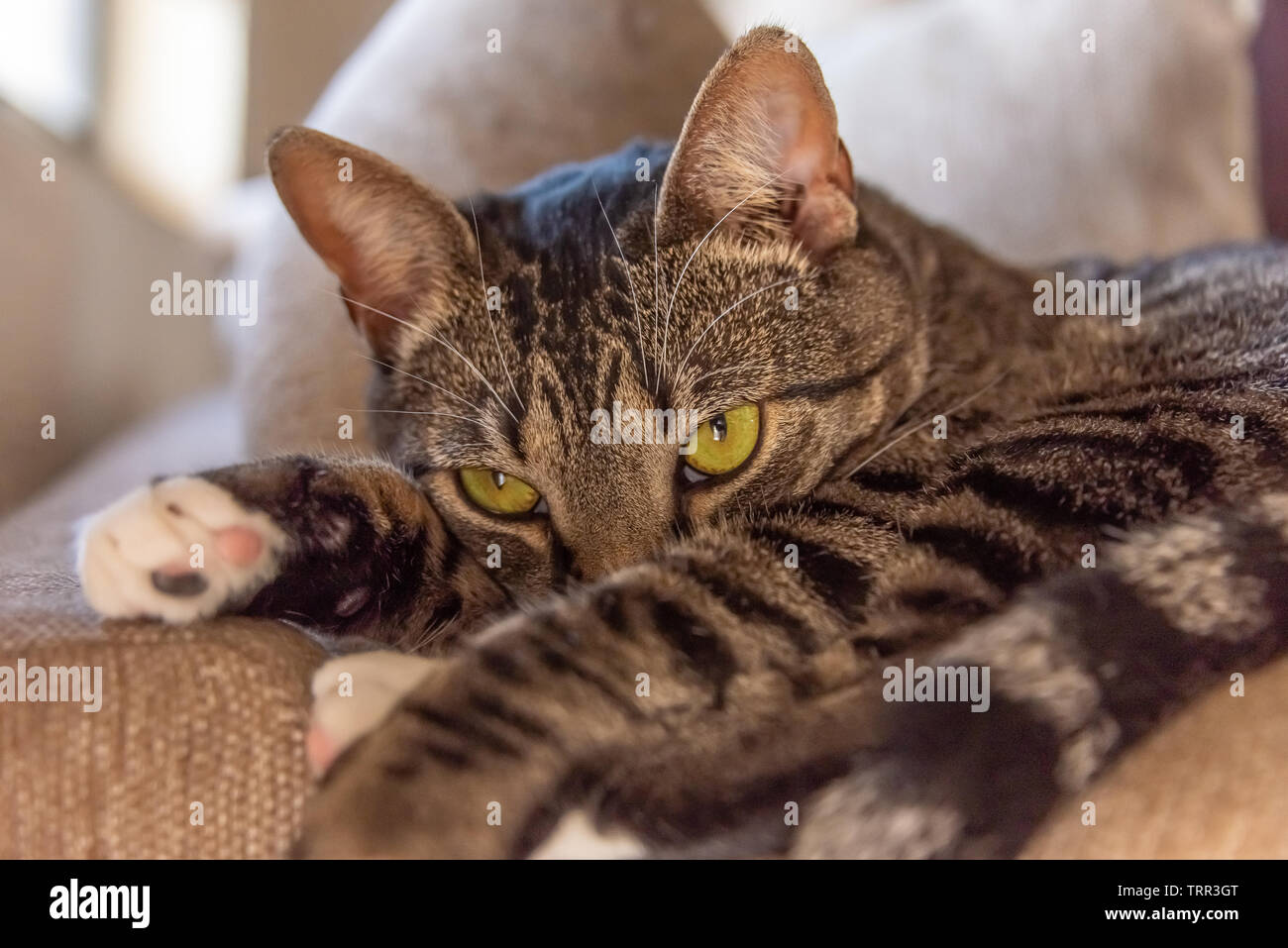 Sneaky cat isolated hi-res stock photography and images - Alamy