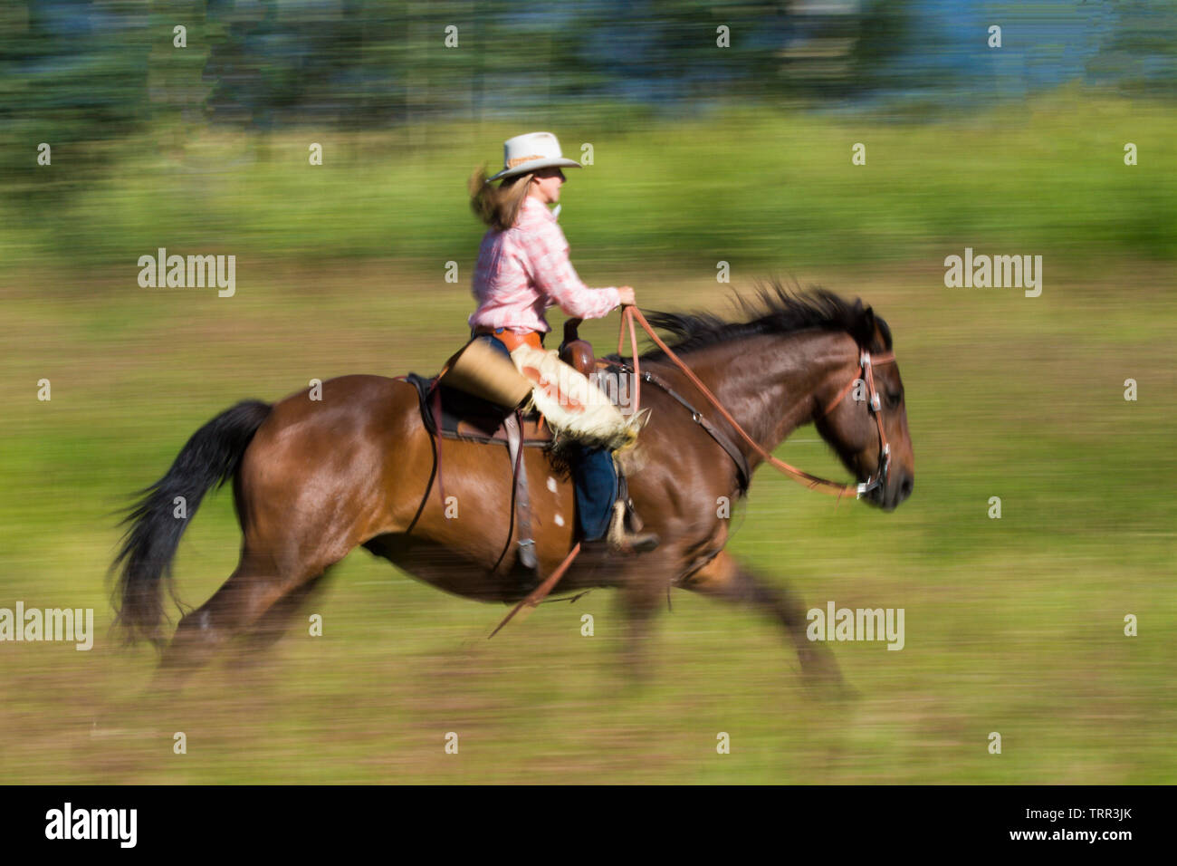 Absaroka Ranch, Wyoming; running the horses in the morning, bring them ...