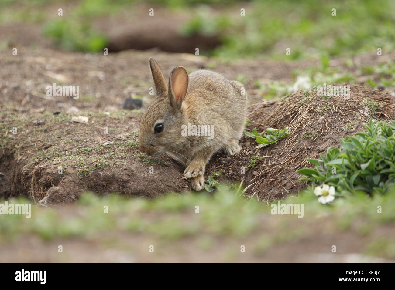Rabbit islands hi-res stock photography and images - Alamy
