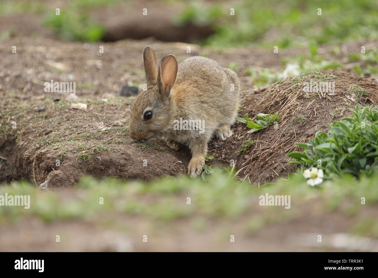 Baby rabbit hi-res stock photography and images - Alamy