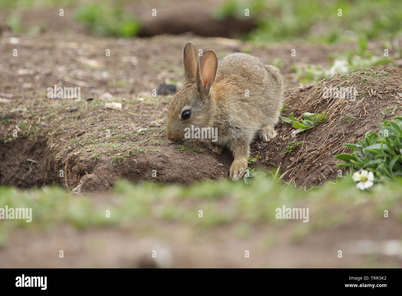 Baby rabbit hi-res stock photography and images - Alamy