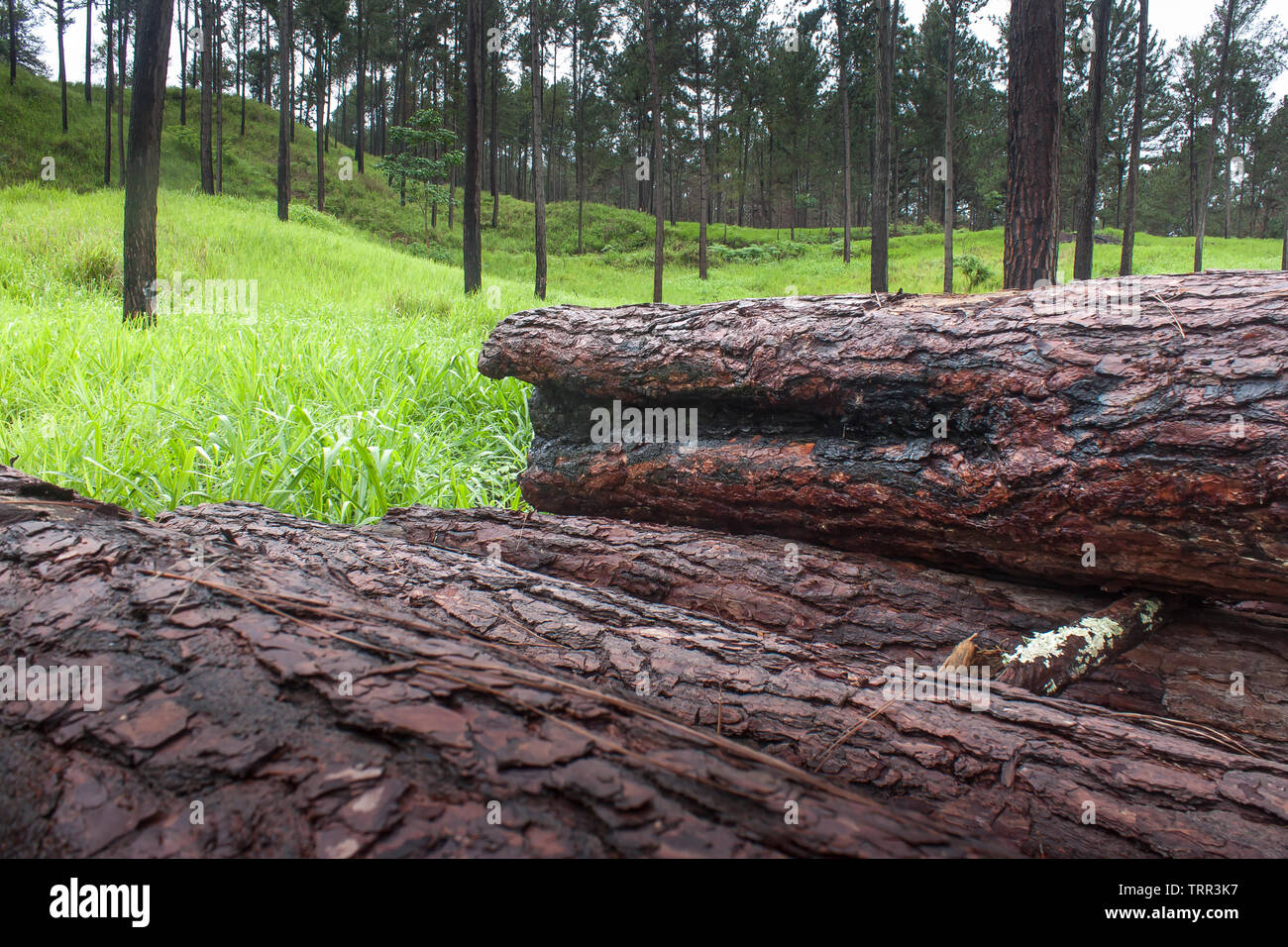 Cut pine logs in mountain landscape Stock Photo - Alamy