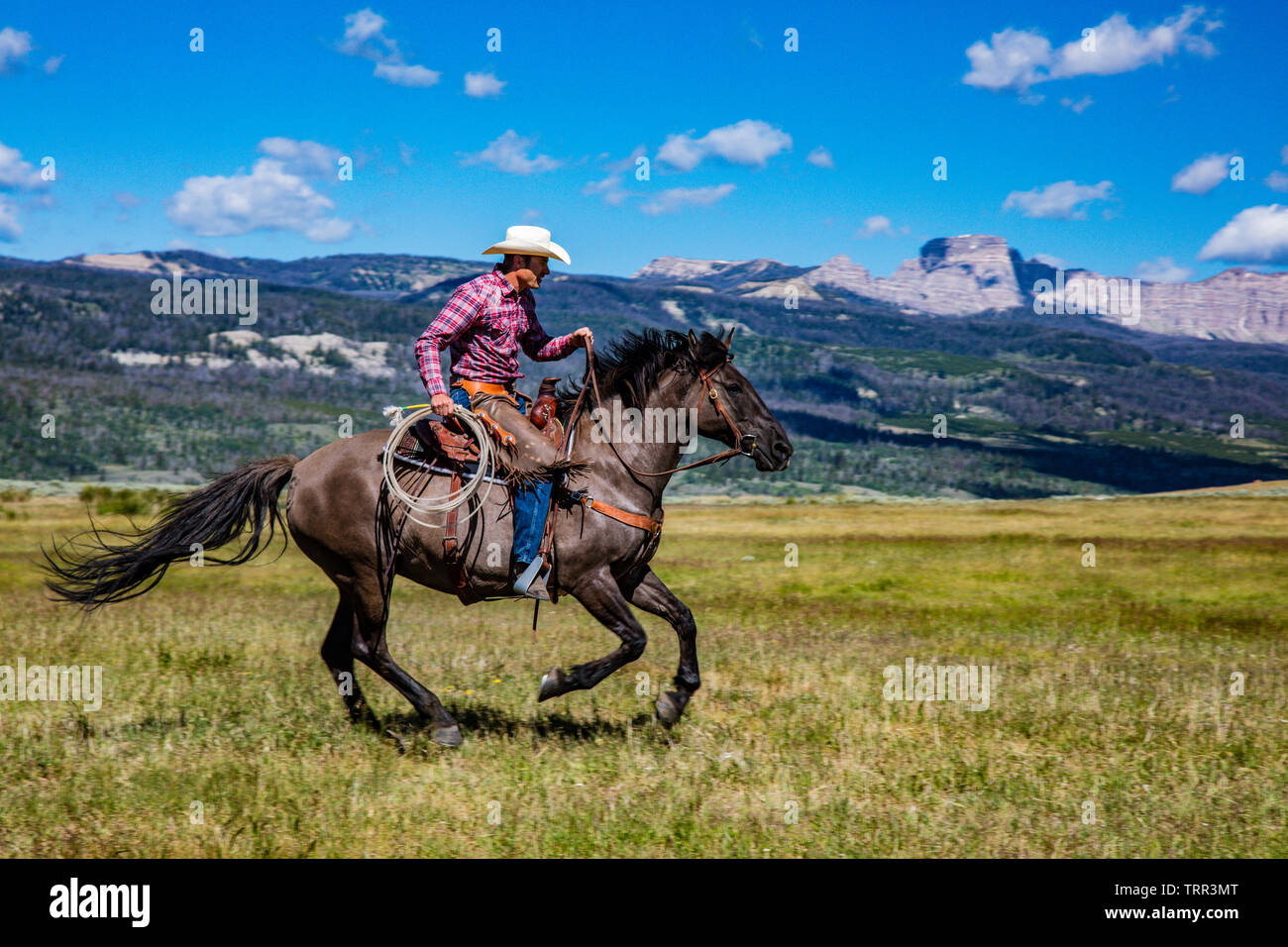 Absaroka horses hi-res stock photography and images - Alamy