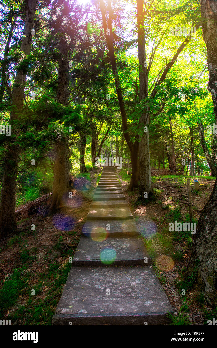 Path of large numbers of steps in the middle of a forrest with a sun ...