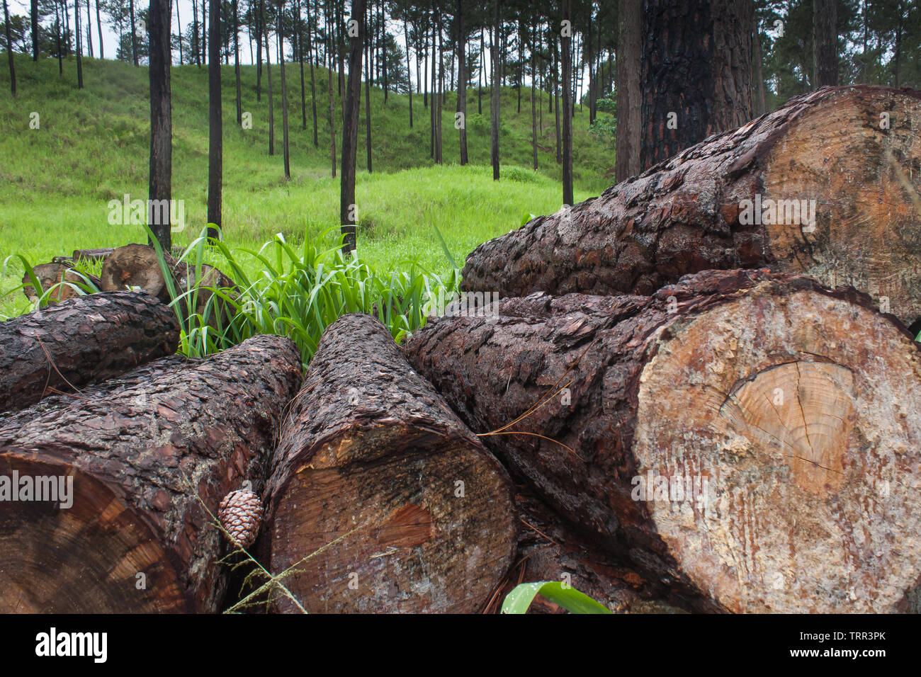 Cut pine logs in mountain landscape Stock Photo - Alamy