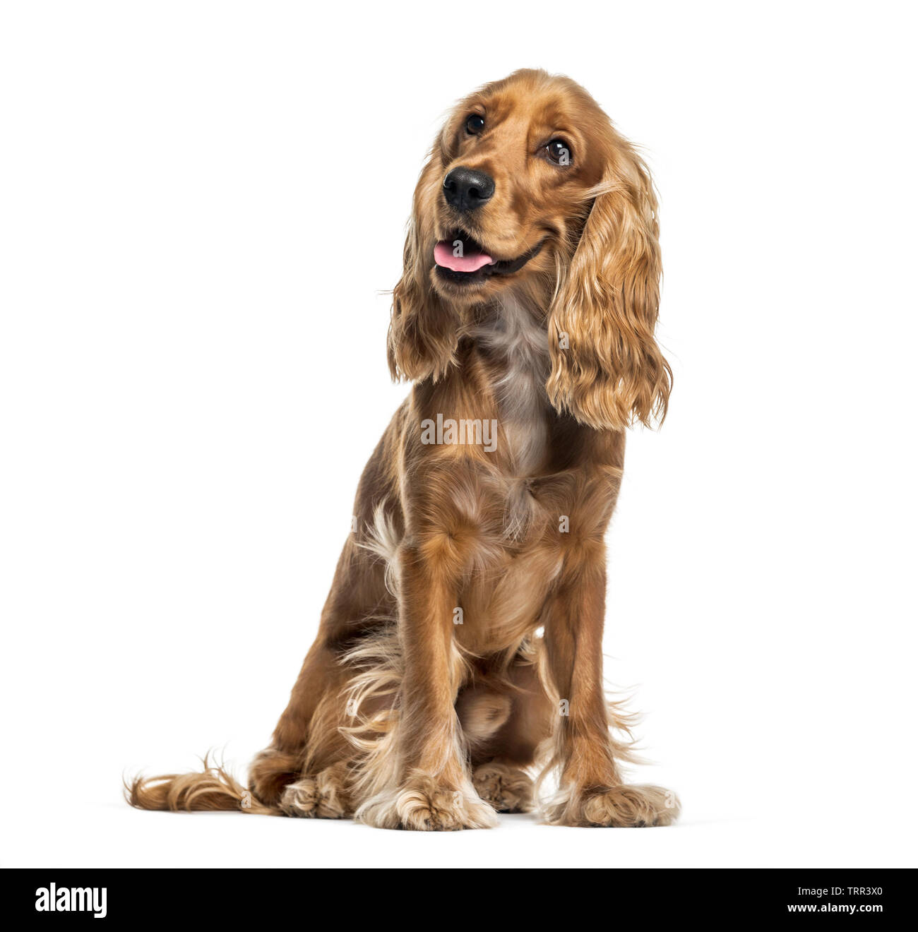 English Cocker Spaniel sitting in front of white background Stock Photo ...