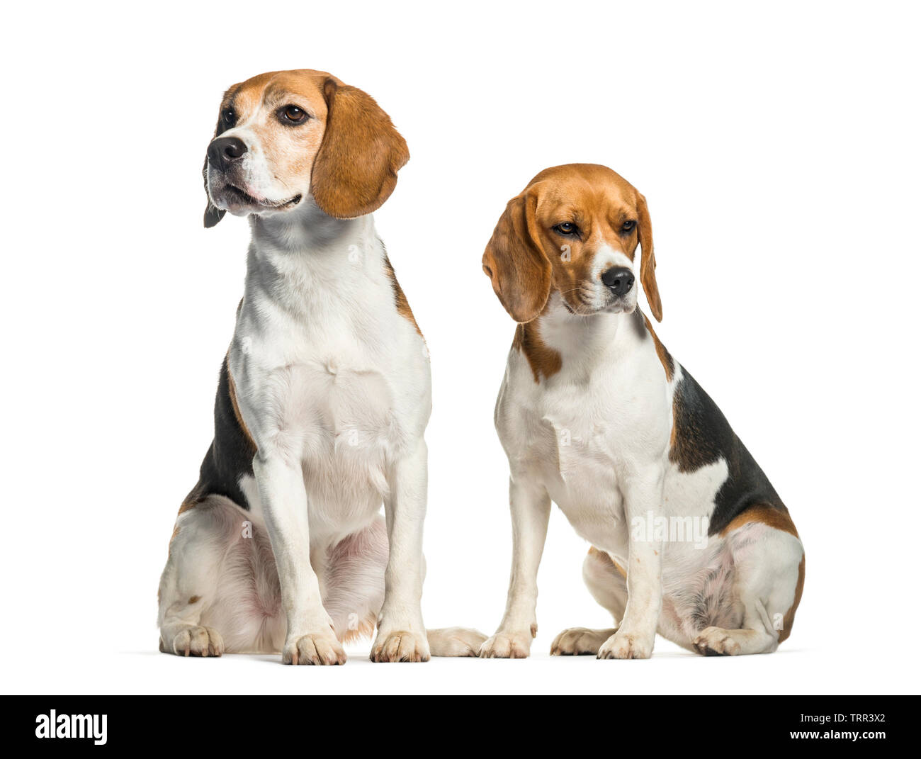 Beagle sitting in front of white background Stock Photo - Alamy
