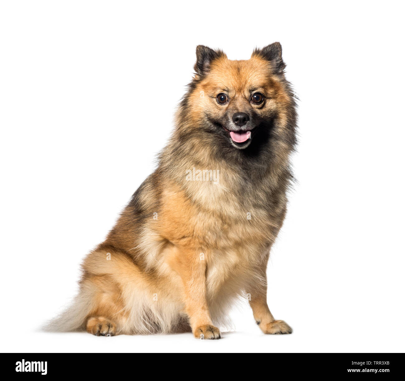 German Spitz sitting in front of white background Stock Photo - Alamy