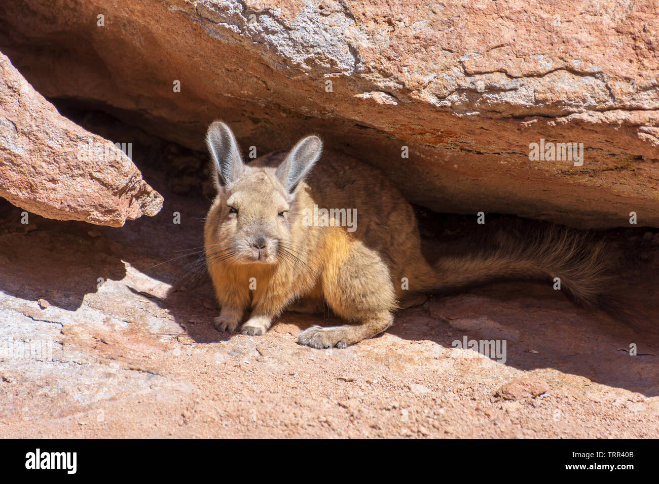Viscacha hi-res stock photography and images - Alamy