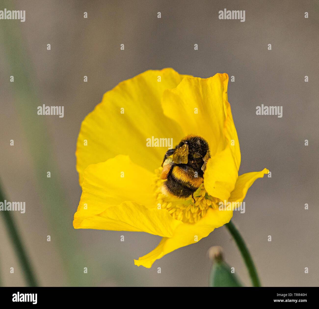 Welsh black bees hi-res stock photography and images - Alamy