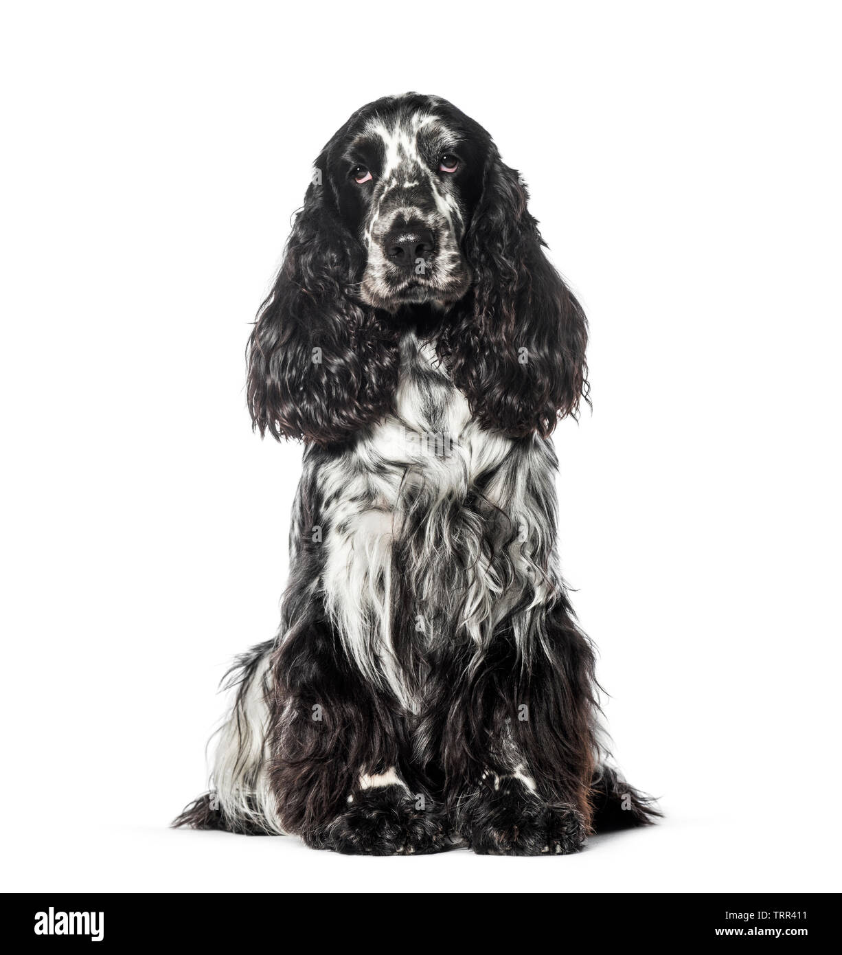 Cocker sitting in front of white background Stock Photo - Alamy