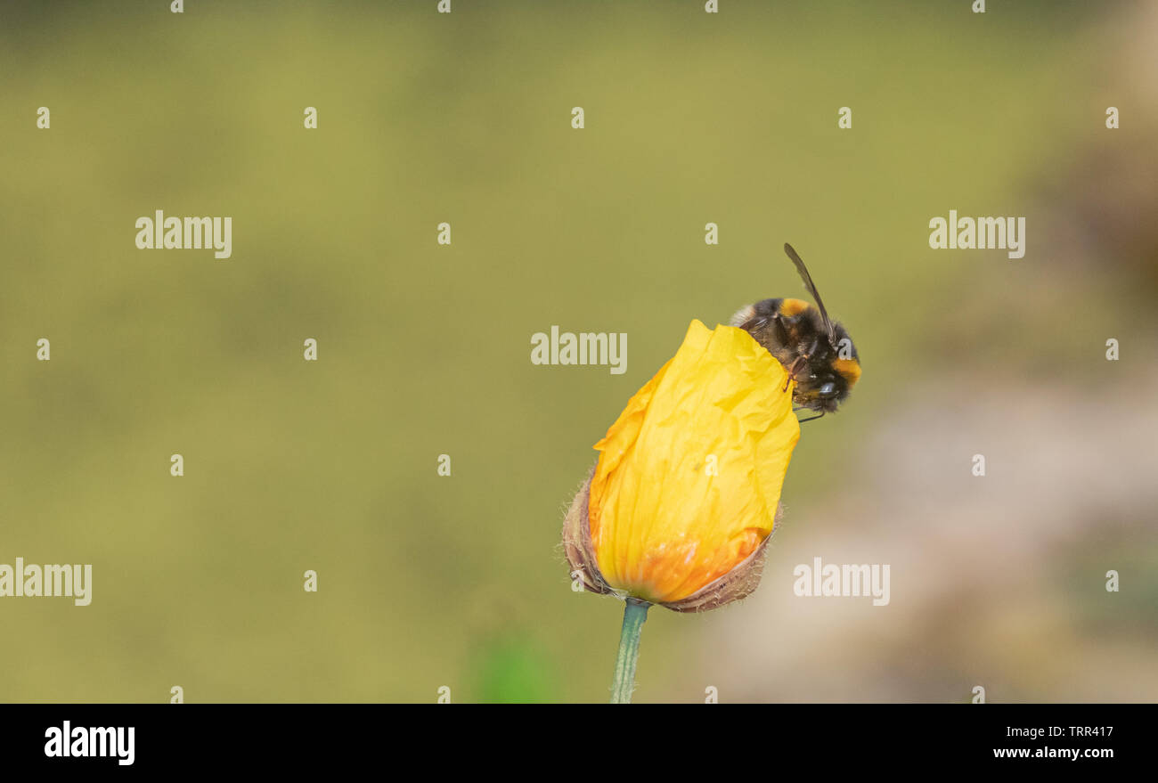 Welsh black bees hi-res stock photography and images - Alamy