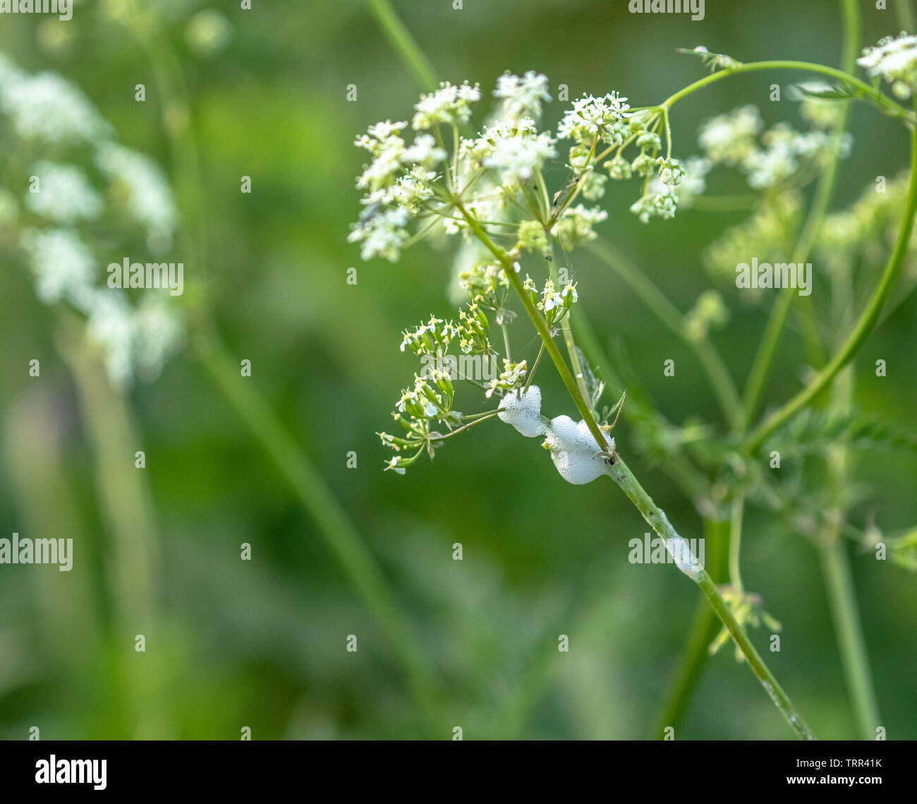 Cuckoo spit on plants hi-res stock photography and images - Alamy