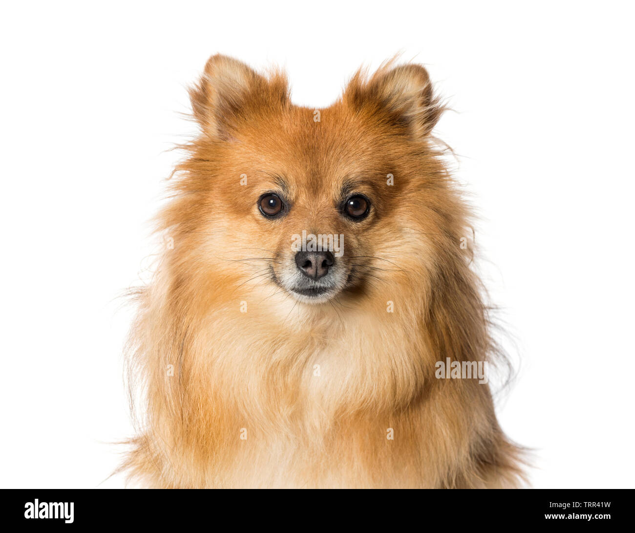 Keeshond in front of white background Stock Photo - Alamy