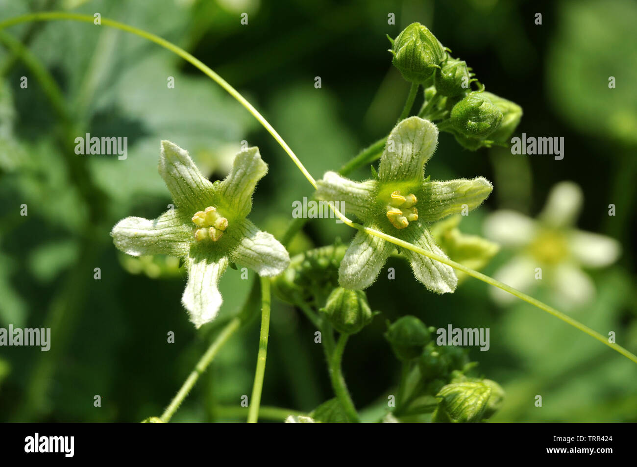 close-up of white and green flowers, buds and tendrils of a white ...