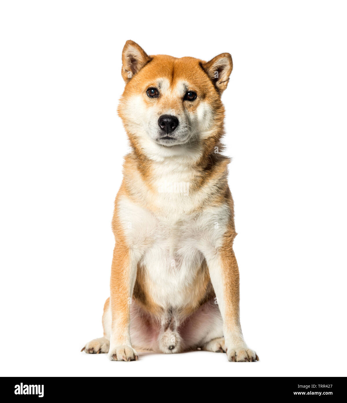 Shiba Inu sitting in front of white background Stock Photo - Alamy