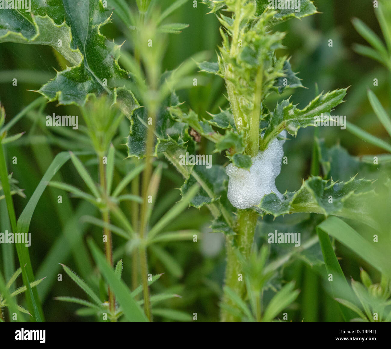 Cuckoo spit on plants hi-res stock photography and images - Alamy